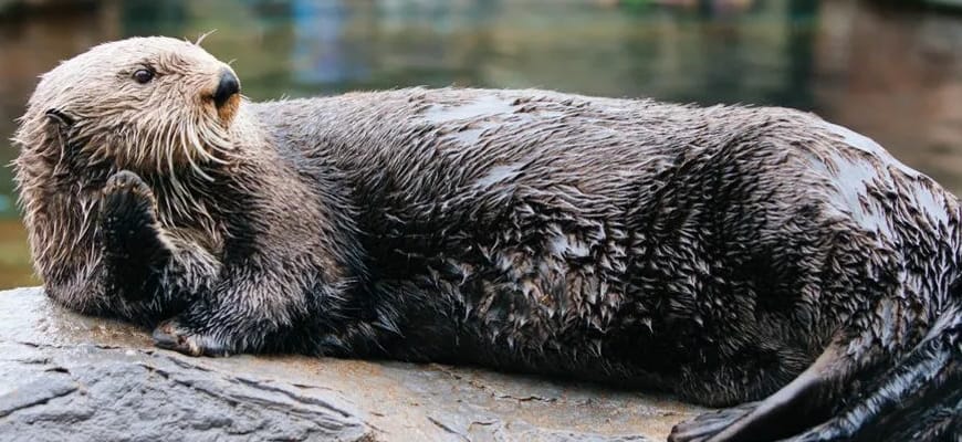 Калан, морское млекопитающее, фото